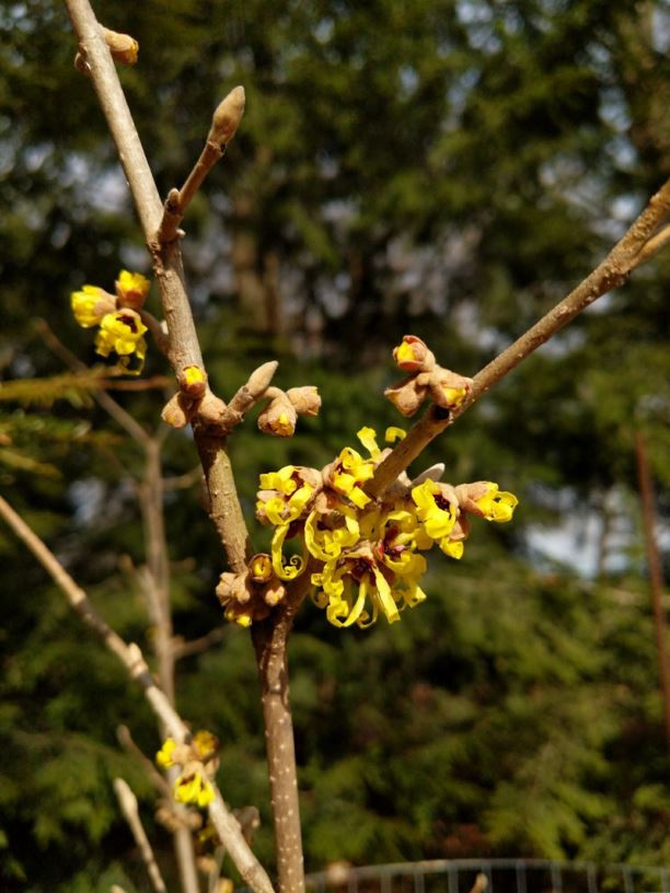 Hamamelis × intermedia 'Sunburst' - Sunburst hybrid witch-hazel | The ...