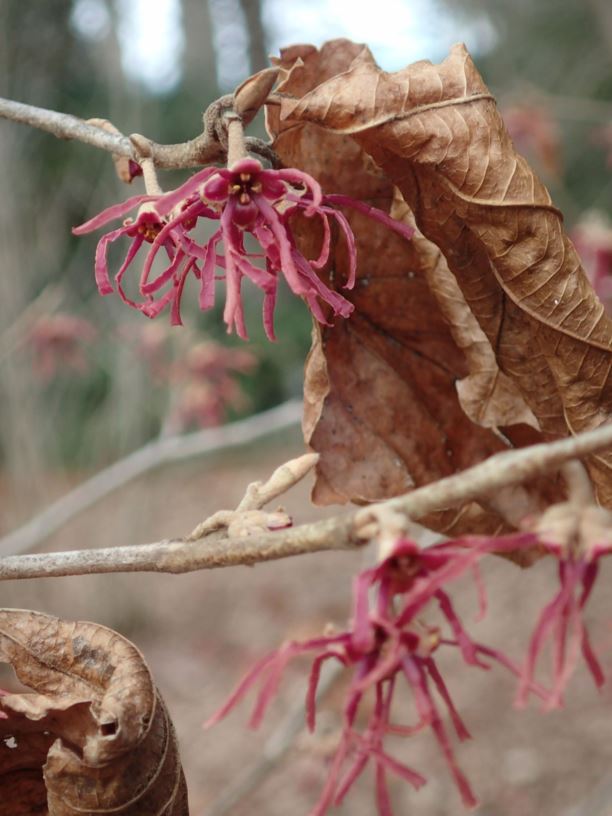 Hamamelis vernalis f. carnea - red-petal vernal witch-hazel | The Dawes ...