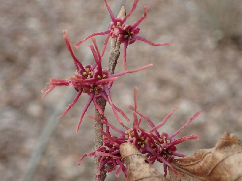 Hamamelis vernalis f. carnea - red-petal vernal witch-hazel | The Dawes ...
