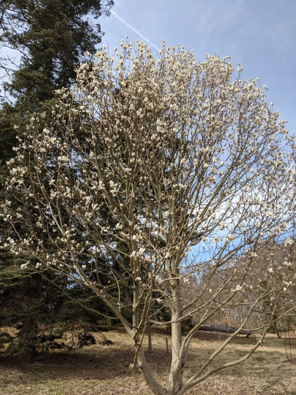 Magnolia biondii - Chinese willow-leaf magnolia | The Dawes Arboretum