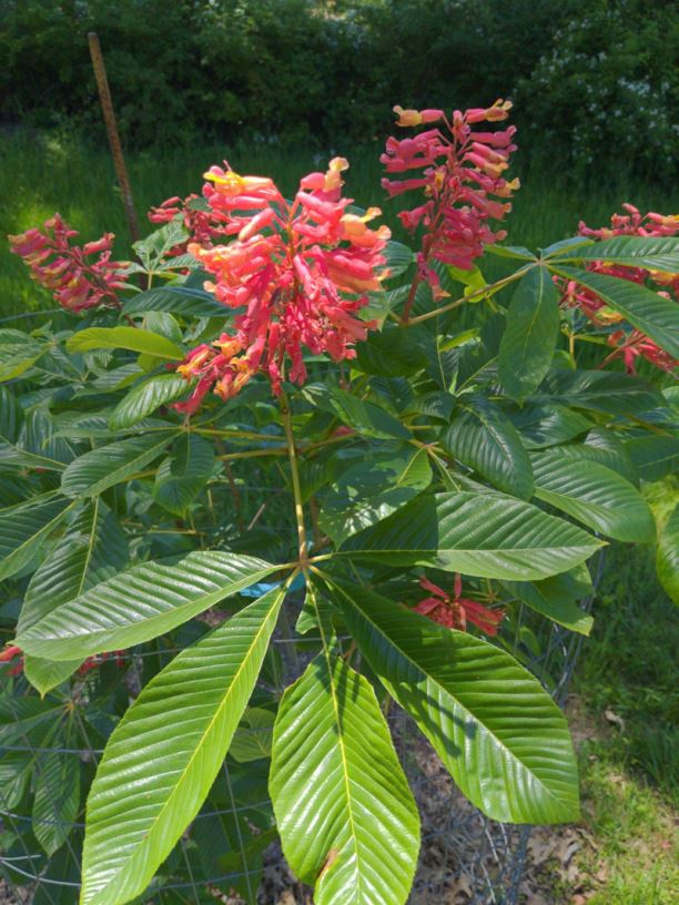 Aesculus pavia - red buckeye | The Dawes Arboretum