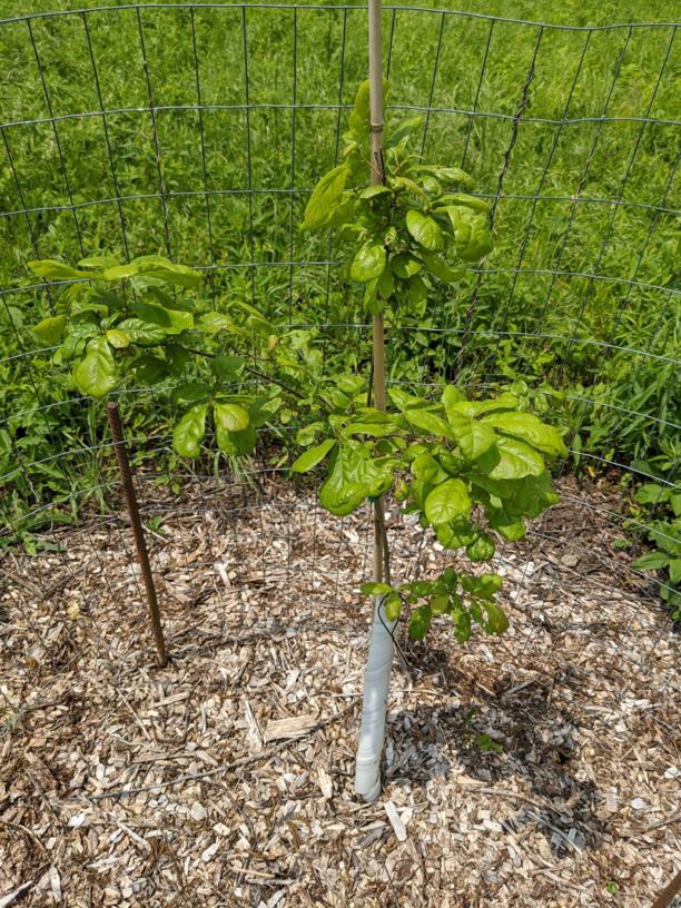 Quercus arkansana - Arkansas oak | The Dawes Arboretum