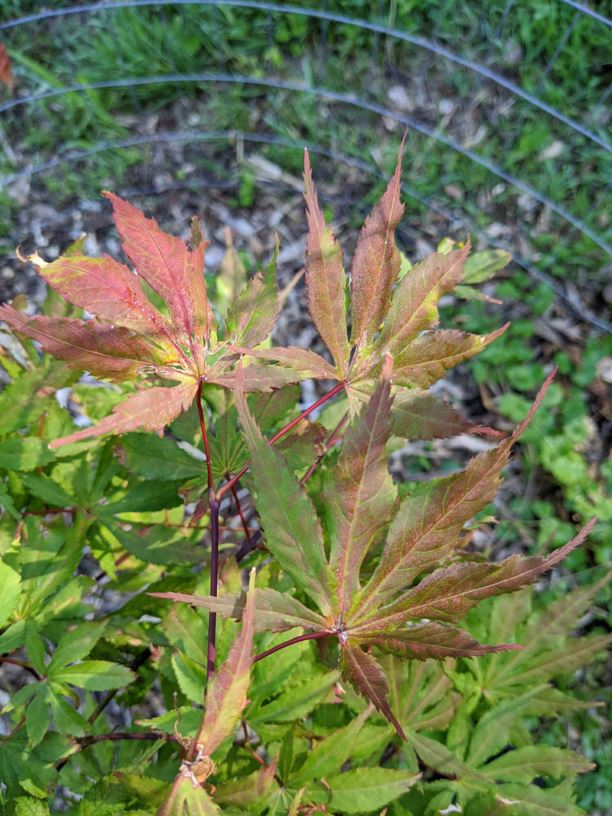 Acer palmatum 'Grandma Ghost' - Grandma Ghost Japanese maple | The ...
