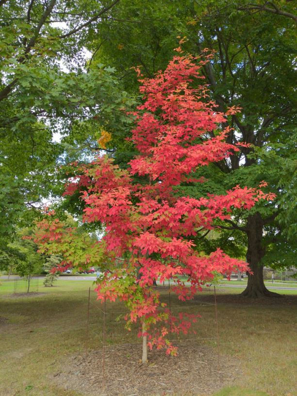 Acer triflorum - three-flower maple | The Dawes Arboretum