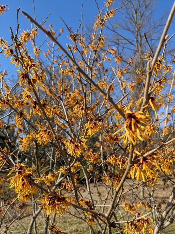Hamamelis × intermedia 'Orange Peel' - Orange Peel hybrid witch-hazel ...