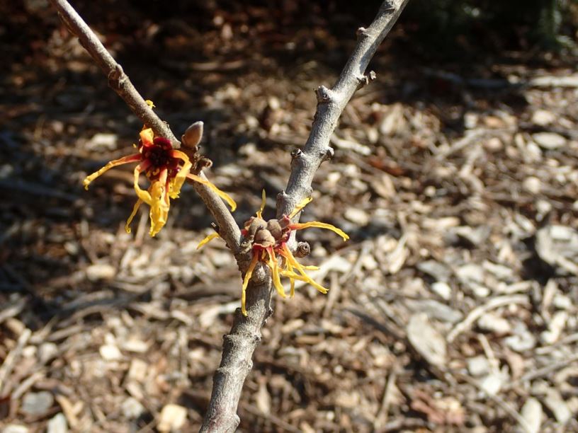 Hamamelis × intermedia 'Orange Beauty' - Orange Beauty hybrid witch ...