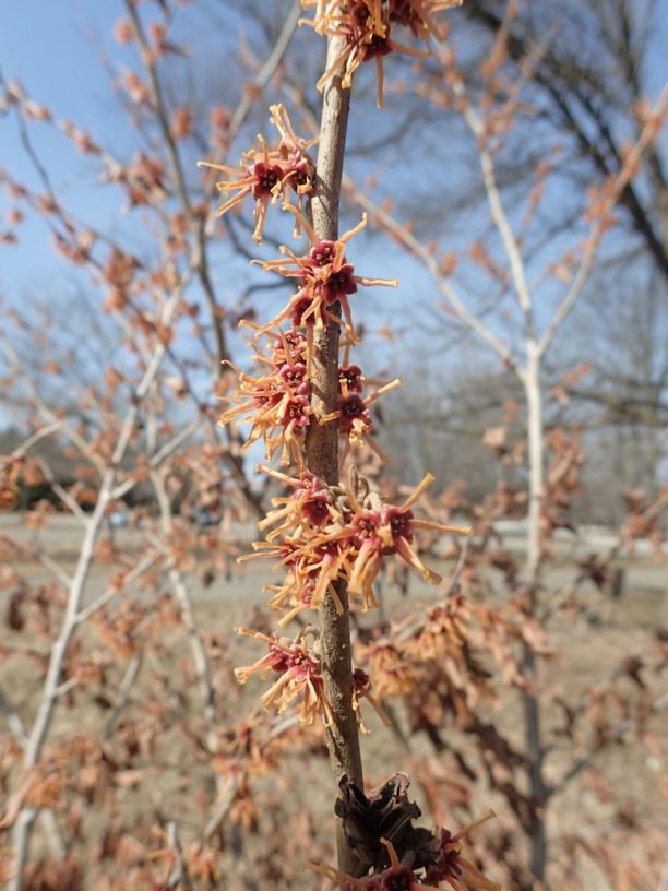 Hamamelis vernalis 'Christmas Cheer' - Christmas Cheer vernal witch ...