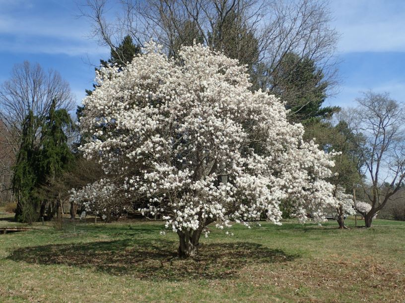 Magnolia × loebneri 'Merrill' - Merrill Loebner magnolia | The Dawes ...