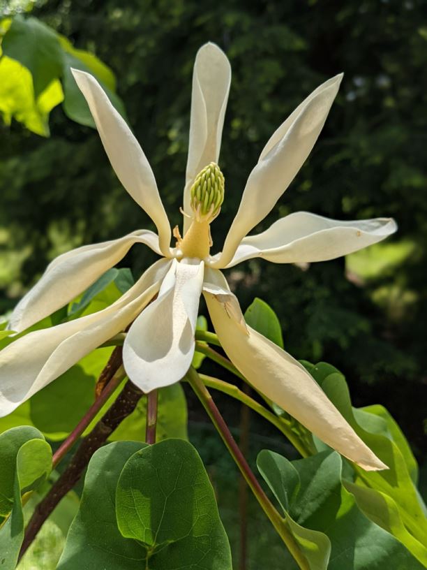 Magnolia fraseri - Fraser magnolia | The Dawes Arboretum