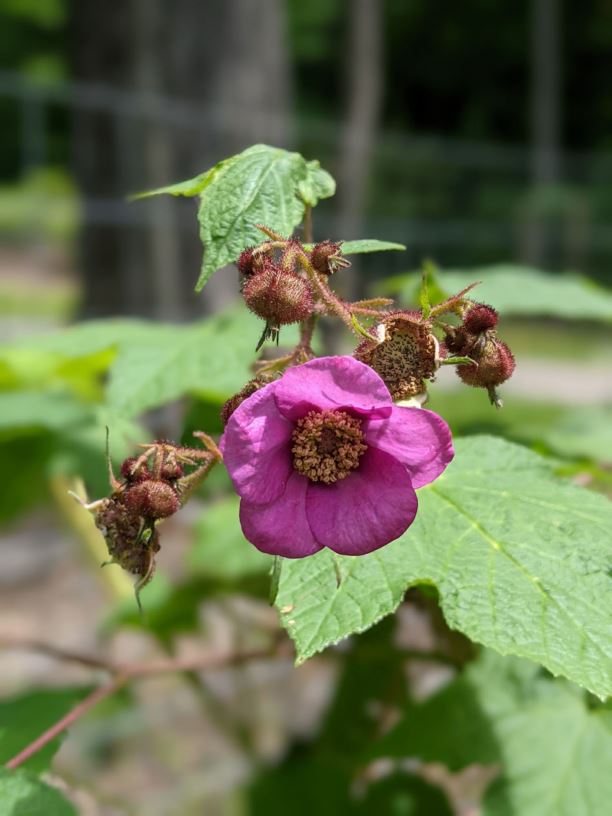 Rubus odoratus - purple flowering raspberry | The Dawes Arboretum