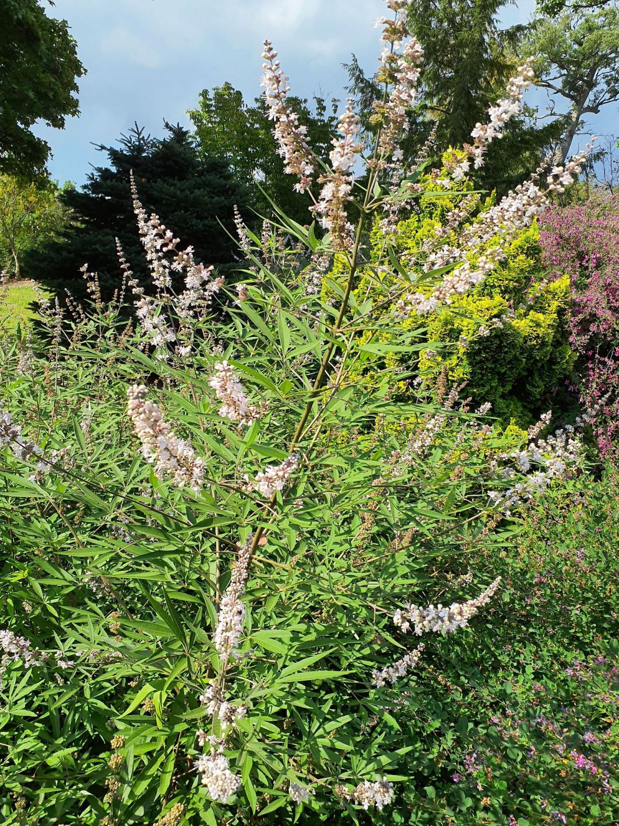 Vitex agnus-castus 'Alba' - white-flower common chaste-tree, white ...
