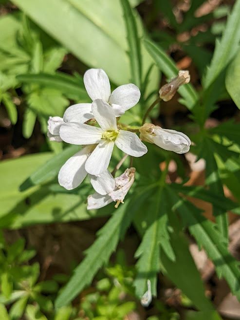 Cardamine concatenata - cutleaf toothwort | The Dawes Arboretum