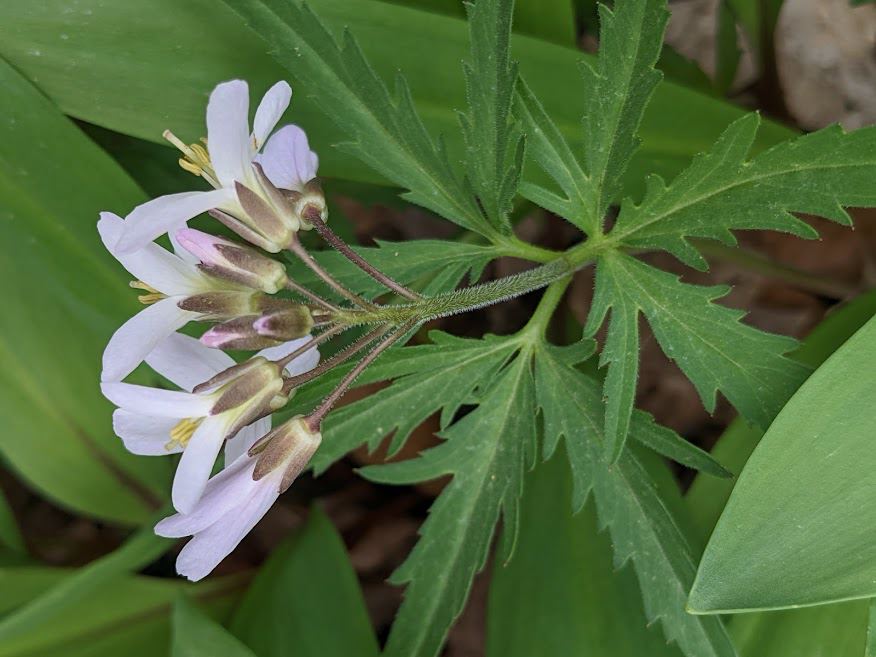 Cardamine concatenata - cutleaf toothwort | The Dawes Arboretum