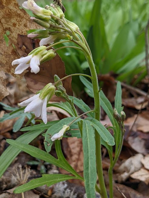 Cardamine concatenata - cutleaf toothwort | The Dawes Arboretum