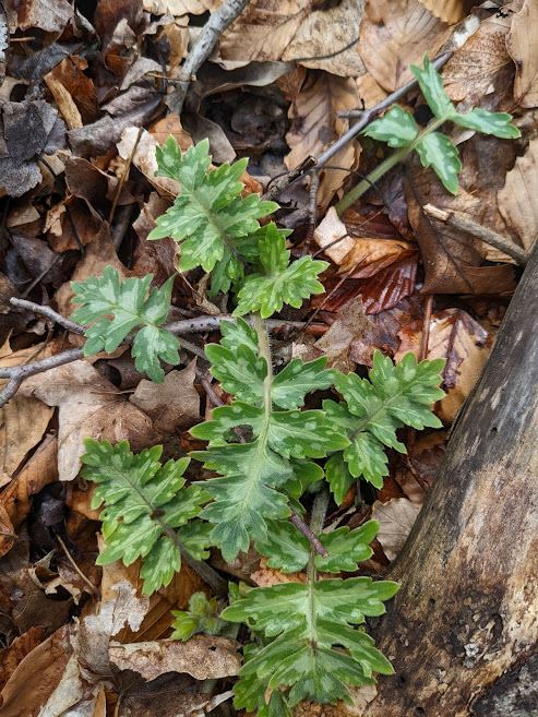 Hydrophyllum macrophyllum - large-leaf waterleaf | The Dawes Arboretum