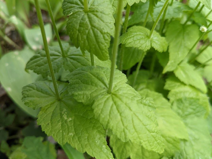 Mitella diphylla - two-leaf miterwort, bishop's-cap | The Dawes Arboretum