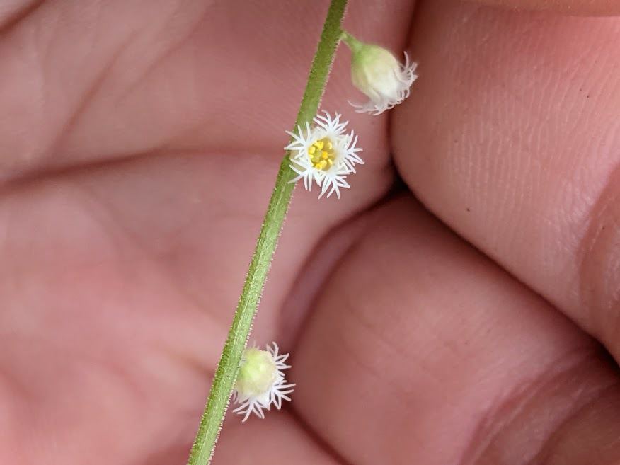 Mitella diphylla - two-leaf miterwort, bishop's-cap | The Dawes Arboretum