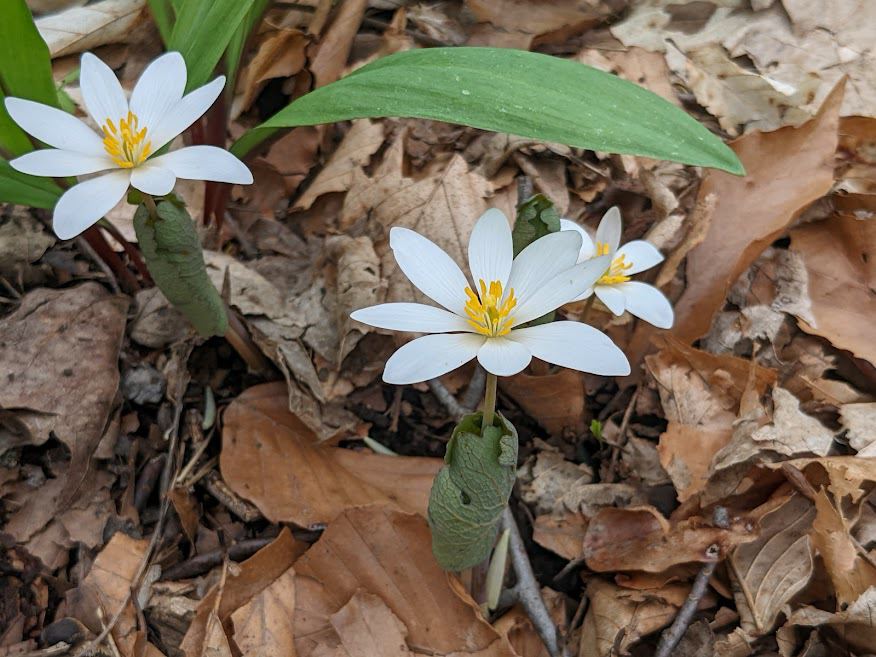 Sanguinaria canadensis - bloodroot, red puccoon | The Dawes Arboretum