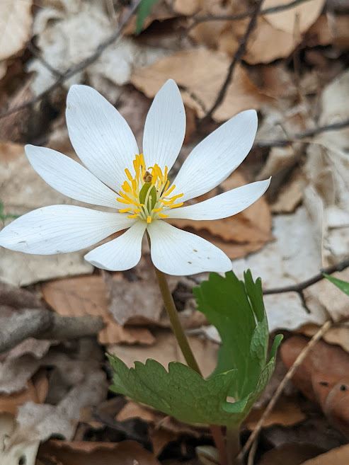 Sanguinaria canadensis - bloodroot, red puccoon | The Dawes Arboretum