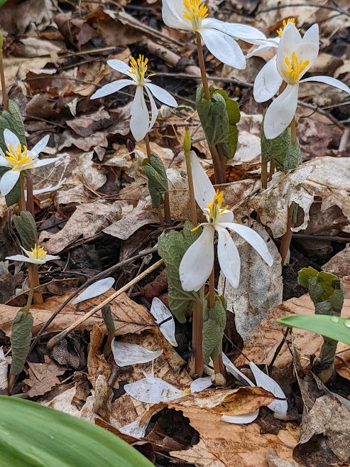 Sanguinaria canadensis - bloodroot, red puccoon | The Dawes Arboretum