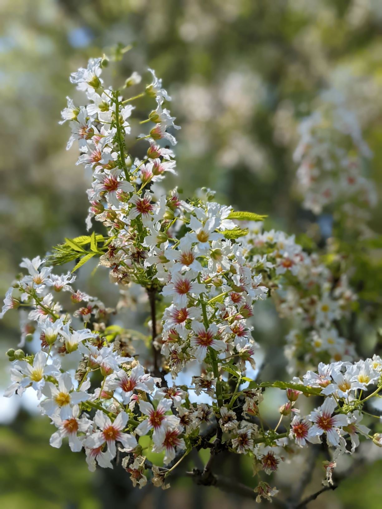 Xanthoceras sorbifolium - xanthoceras, shinyleaf yellowhorn | The Dawes ...