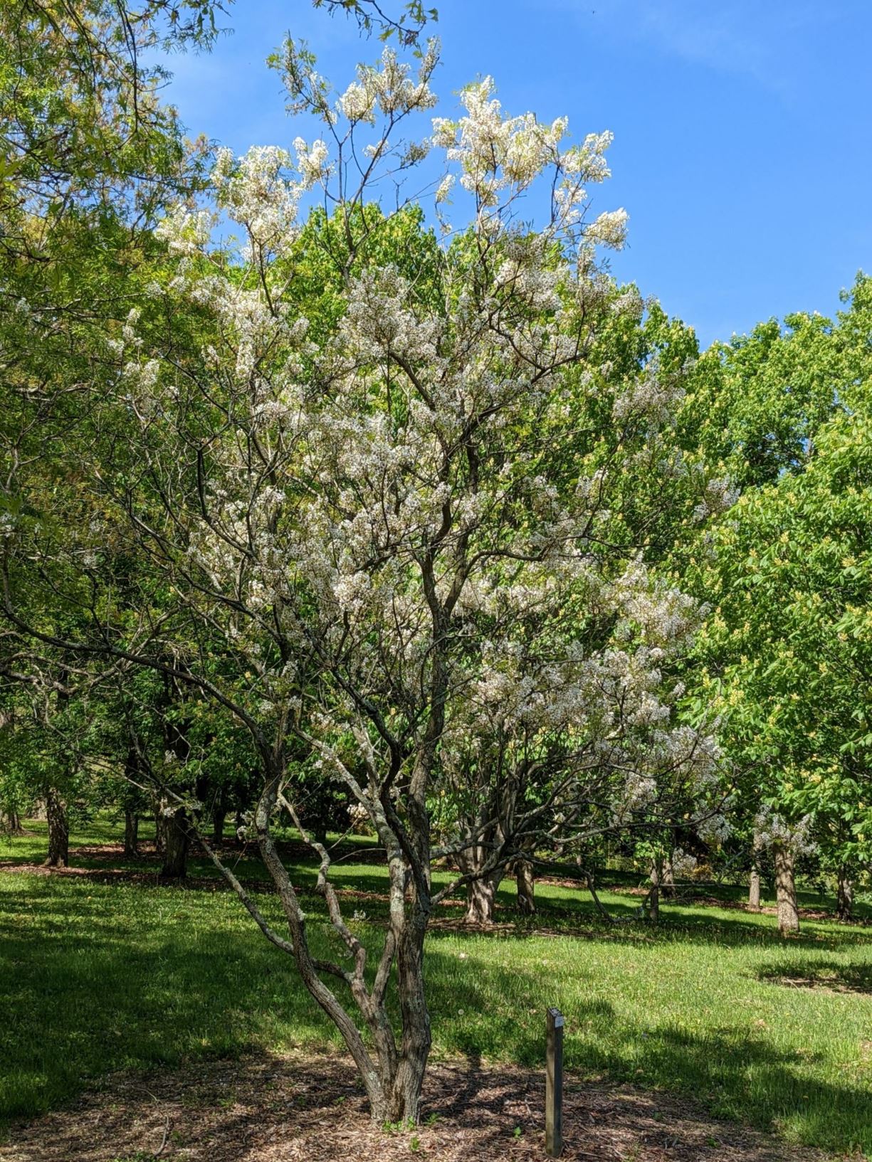 Xanthoceras sorbifolium - xanthoceras, shinyleaf yellowhorn | The Dawes ...