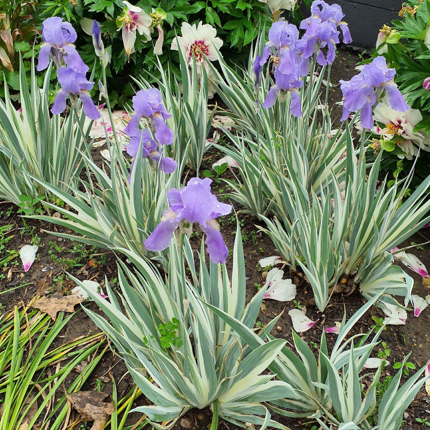 Iris pallida 'Argentea Variegata' - variegated sweet iris | The Dawes Arboretum