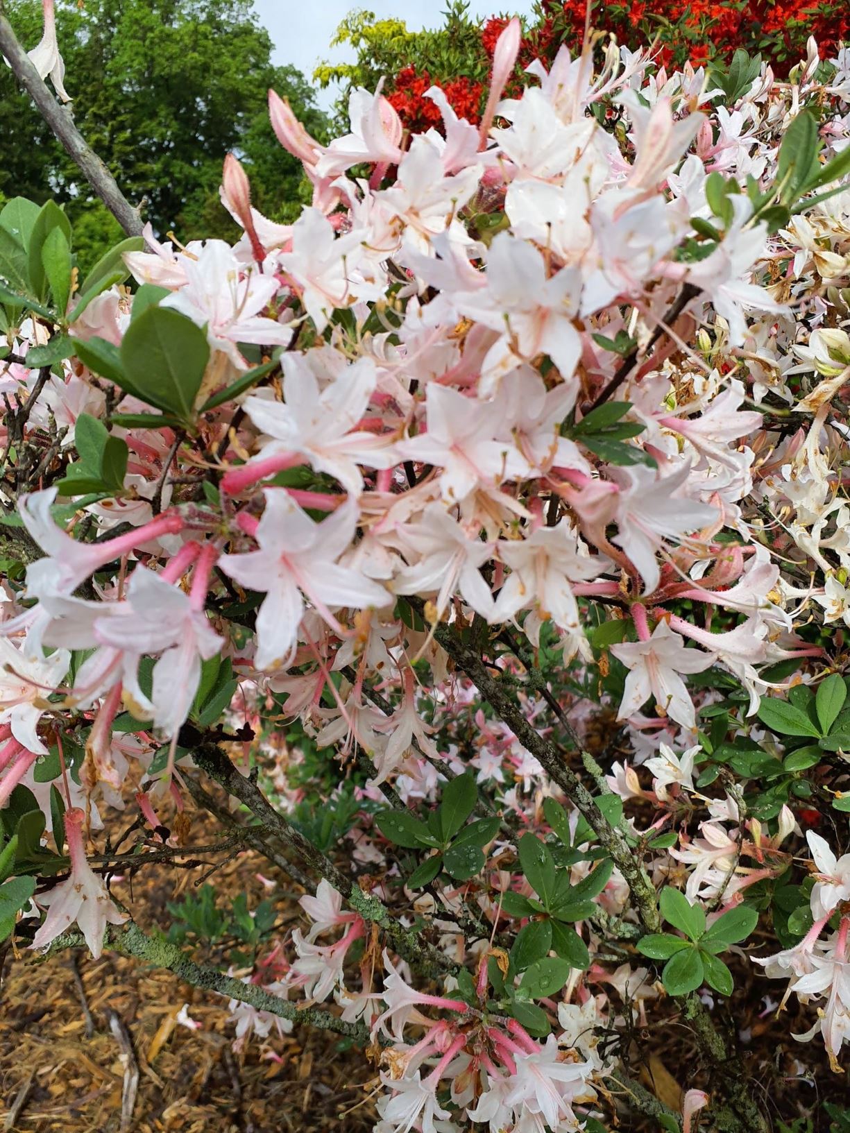 Rhododendron viscosum f. glaucum 'Delaware Blue' - Delaware Blue swamp ...