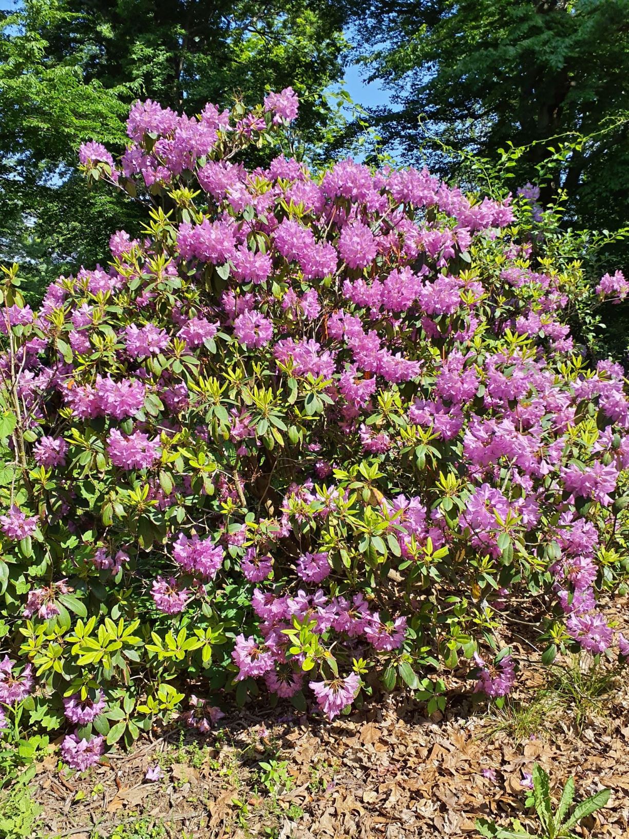 Rhododendron 'Purpureum Grandiflorum' - Purpureum Grandiflorum ...
