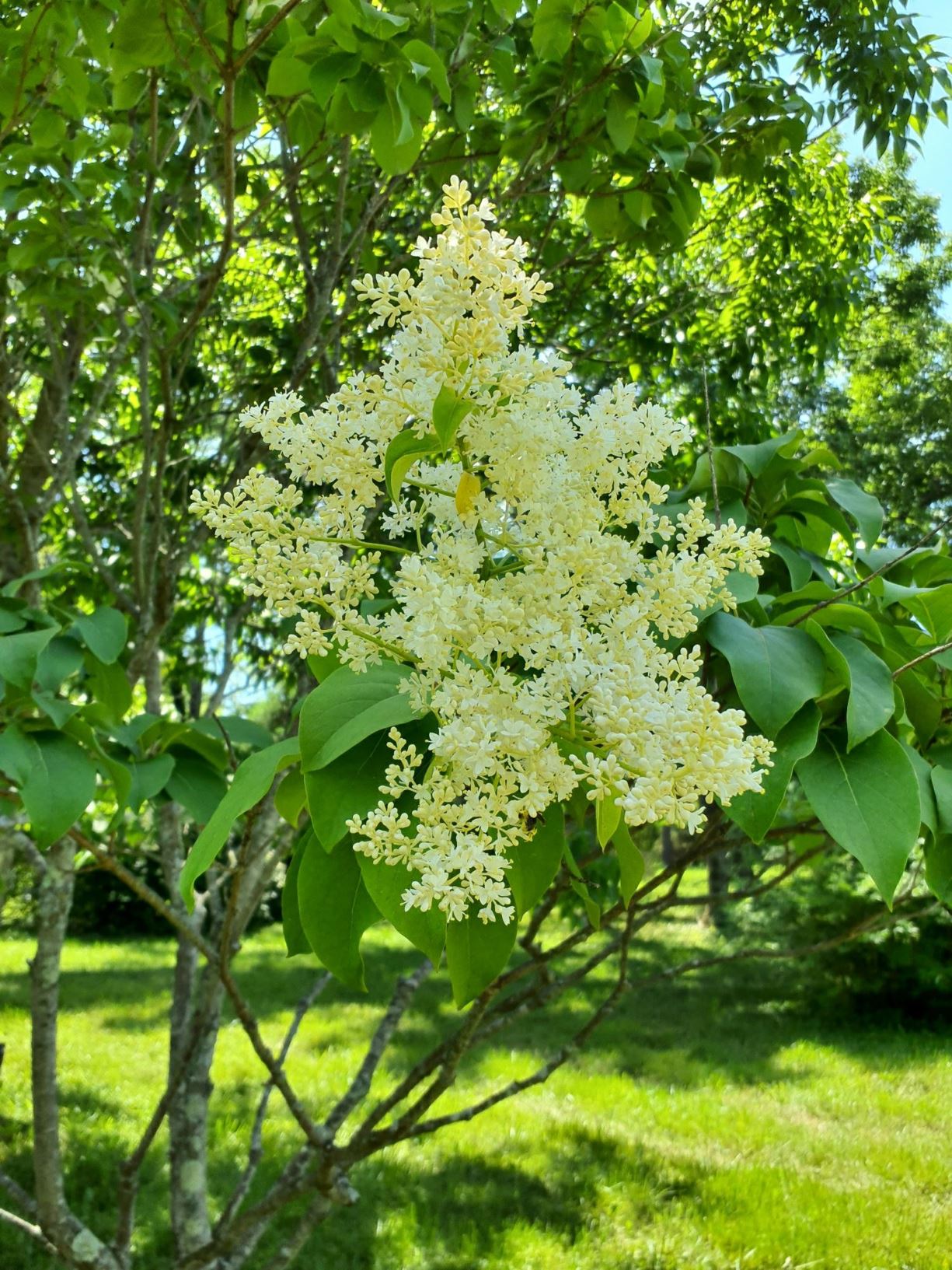 Syringa reticulata 'Elliott' Snowcap™ - Snowcap™ Japanese tree lilac ...
