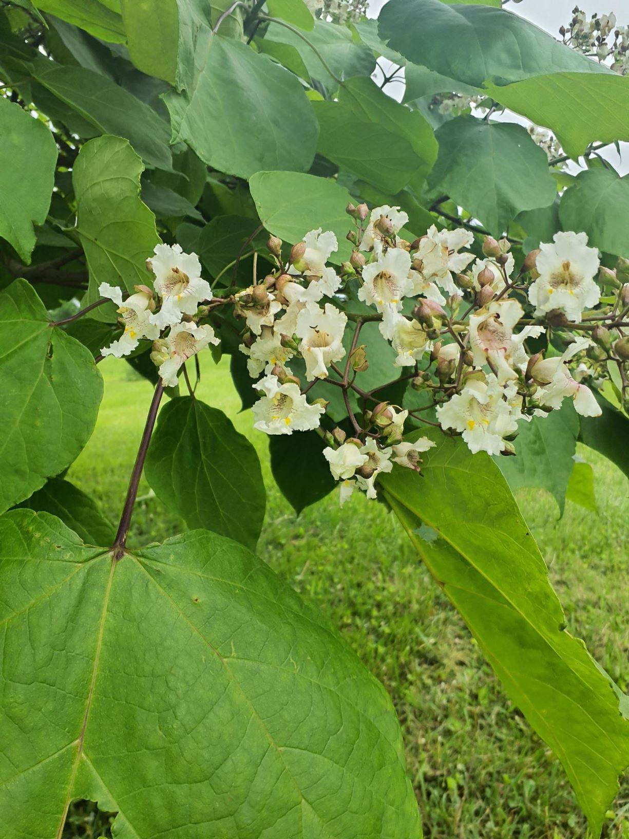 Catalpa speciosa - northern catalpa | The Dawes Arboretum