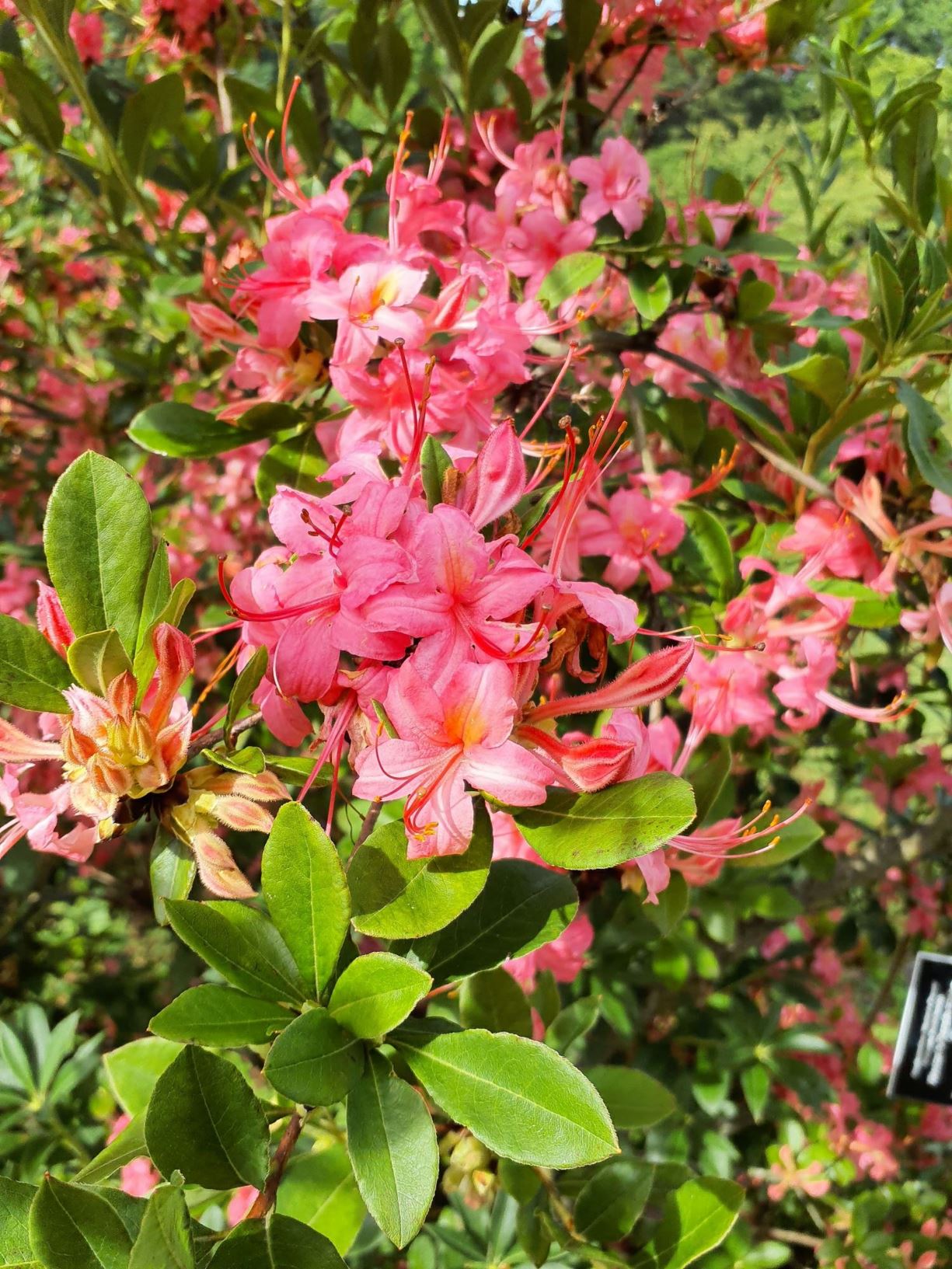 Rhododendron 'Weston's Parade' - Weston's Parade azalea | The Dawes ...