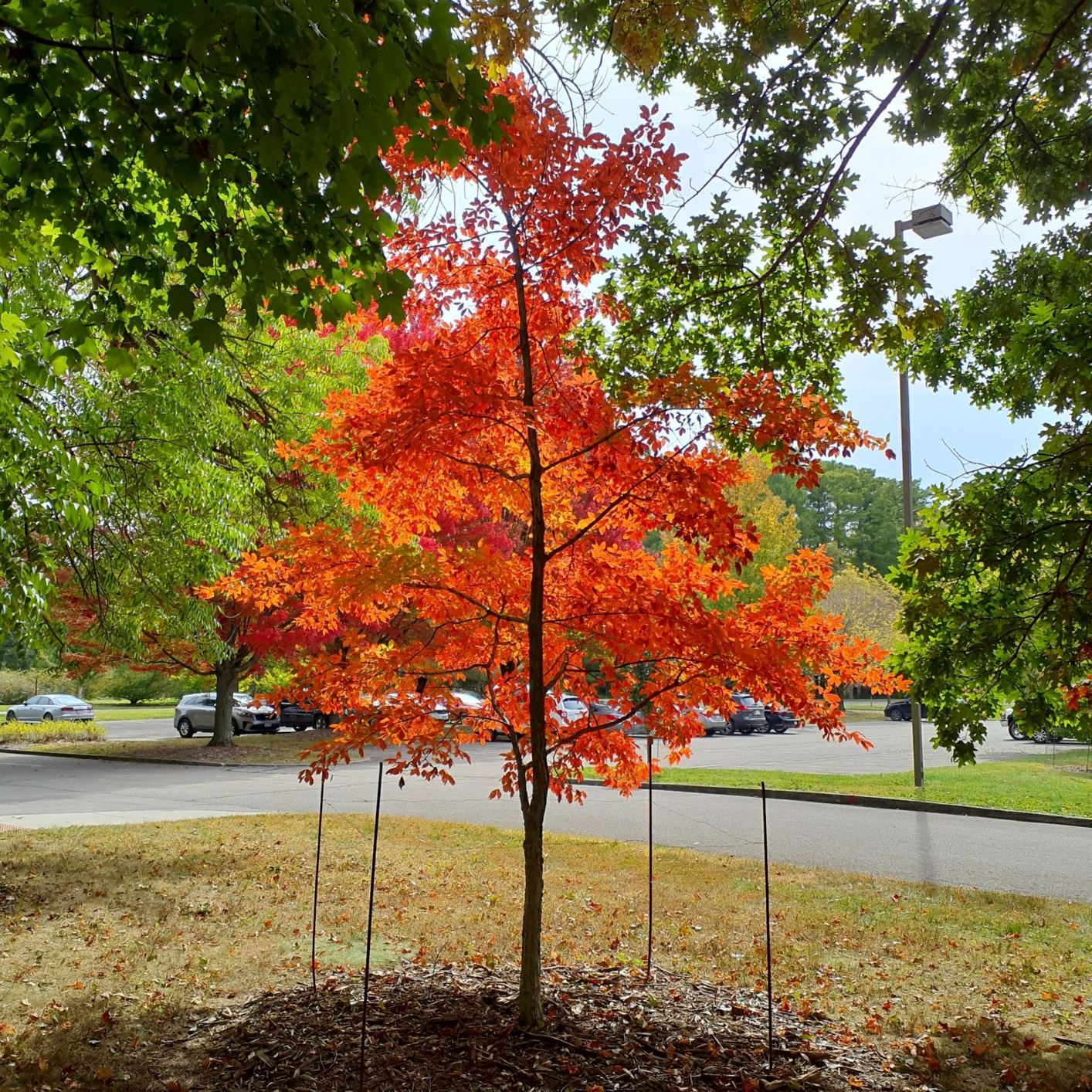 Acer triflorum - three-flower maple | The Dawes Arboretum