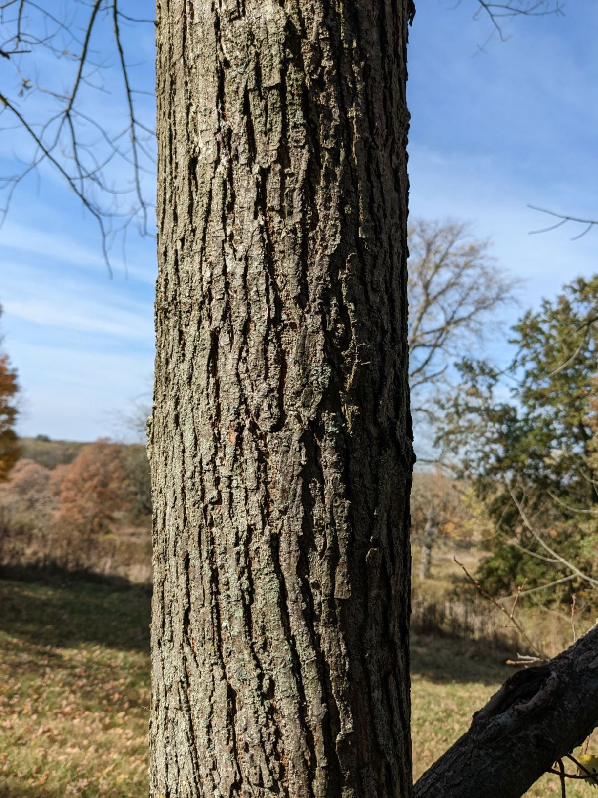 Ulmus americana 'Jackson' - Jackson American elm | The Dawes Arboretum