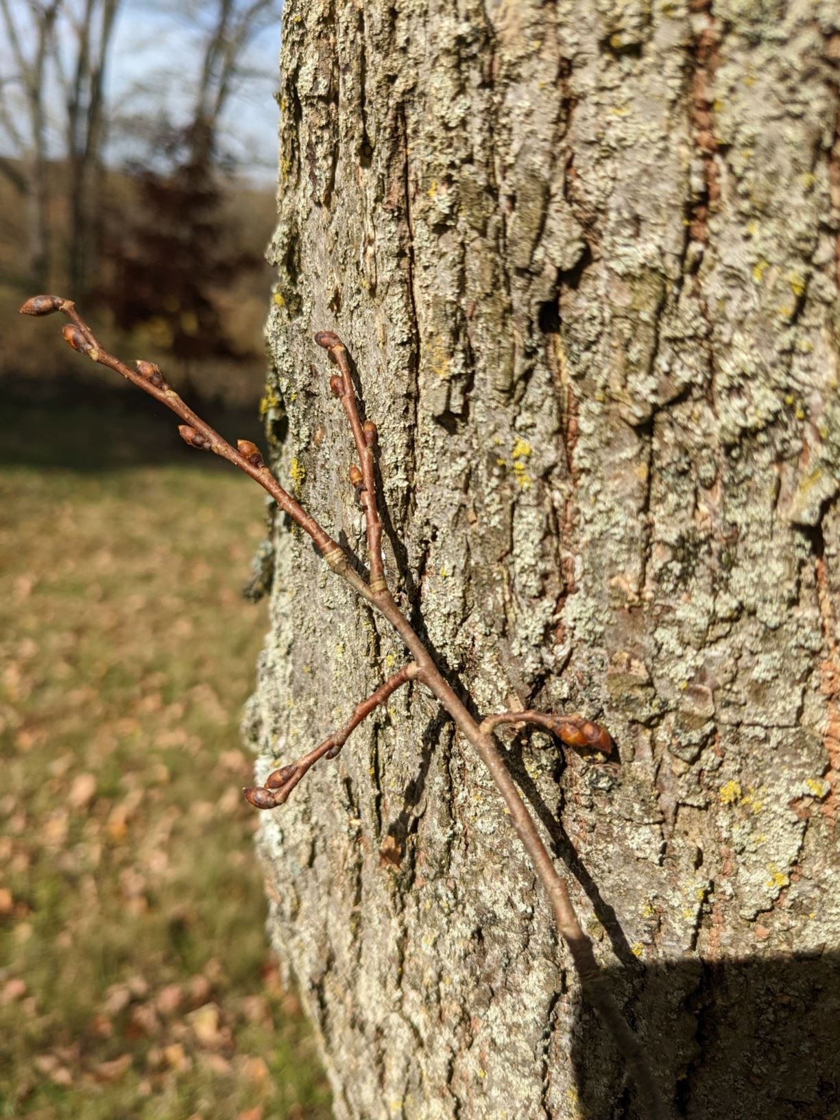Ulmus americana 'Jackson' - Jackson American elm | The Dawes Arboretum