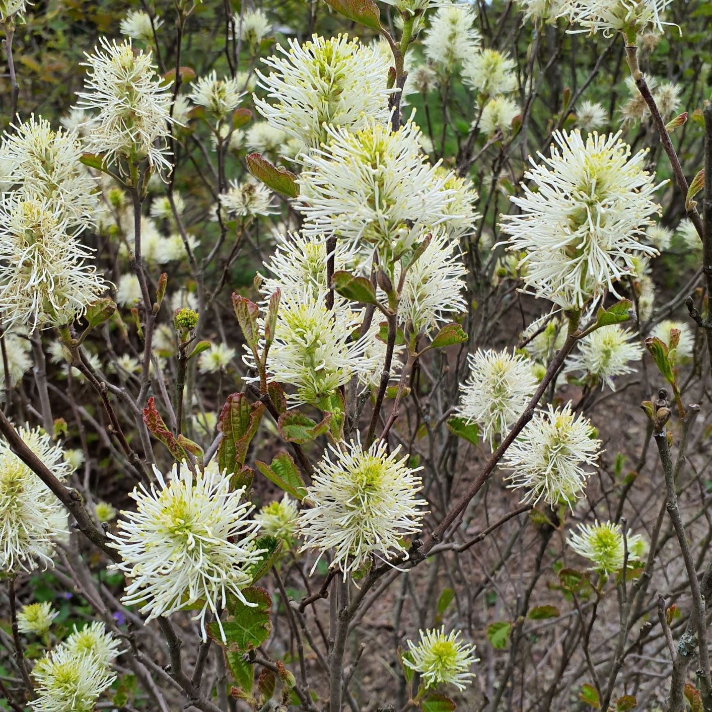 Fothergilla major - large fothergilla, large witch-alder | The Dawes ...