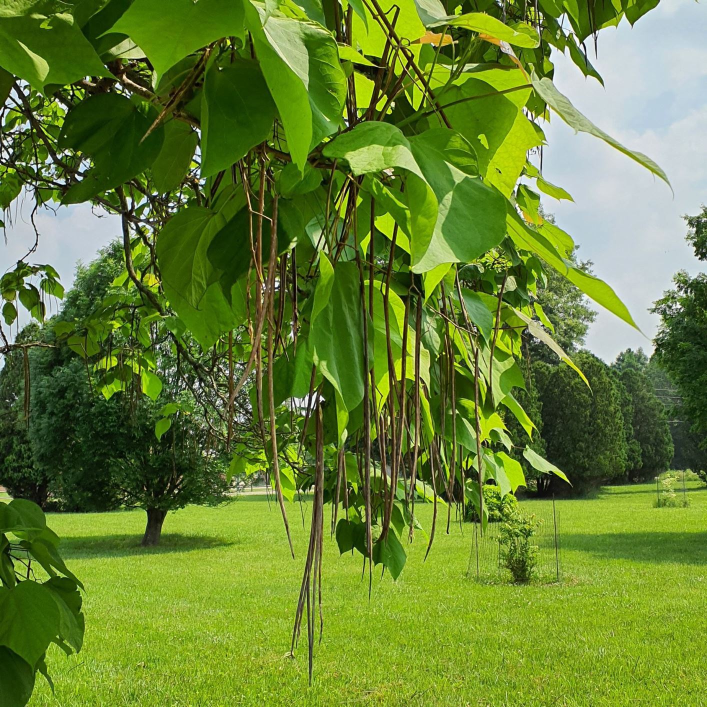 Catalpa speciosa - northern catalpa | The Dawes Arboretum
