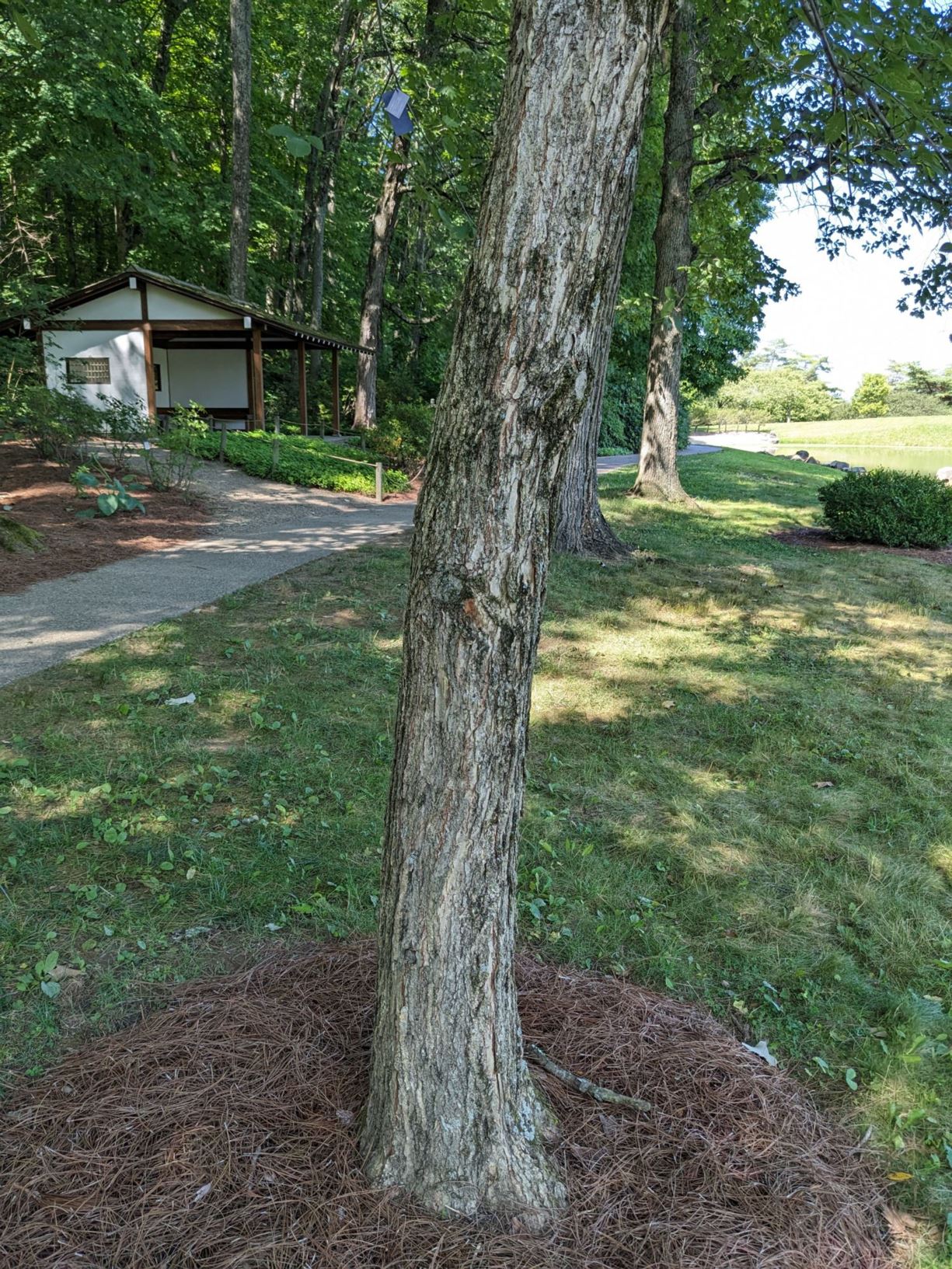 Ulmus davidiana var. davidiana - David elm | The Dawes Arboretum