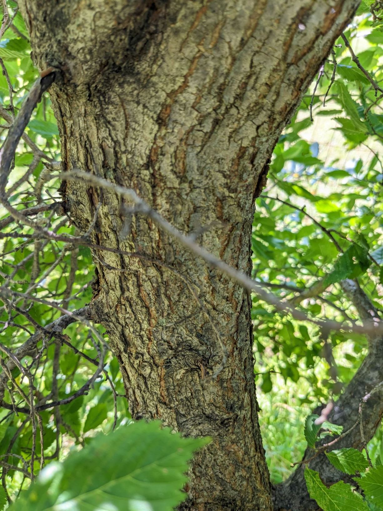 Ulmus davidiana var. japonica - Japanese elm, chalkbark elm, Wilson elm ...
