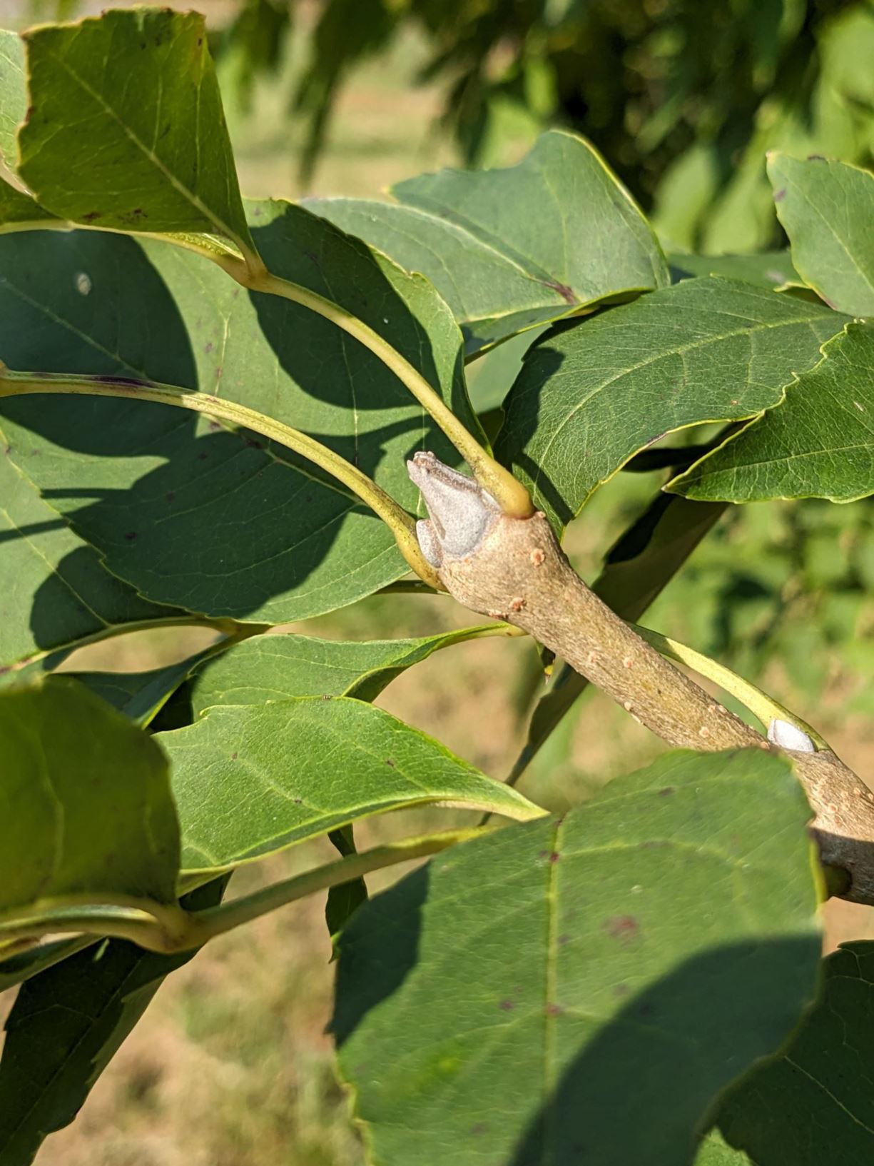 Fraxinus chinensis subsp. rhynchophylla - largeleaf Chinese ash, Korean ...