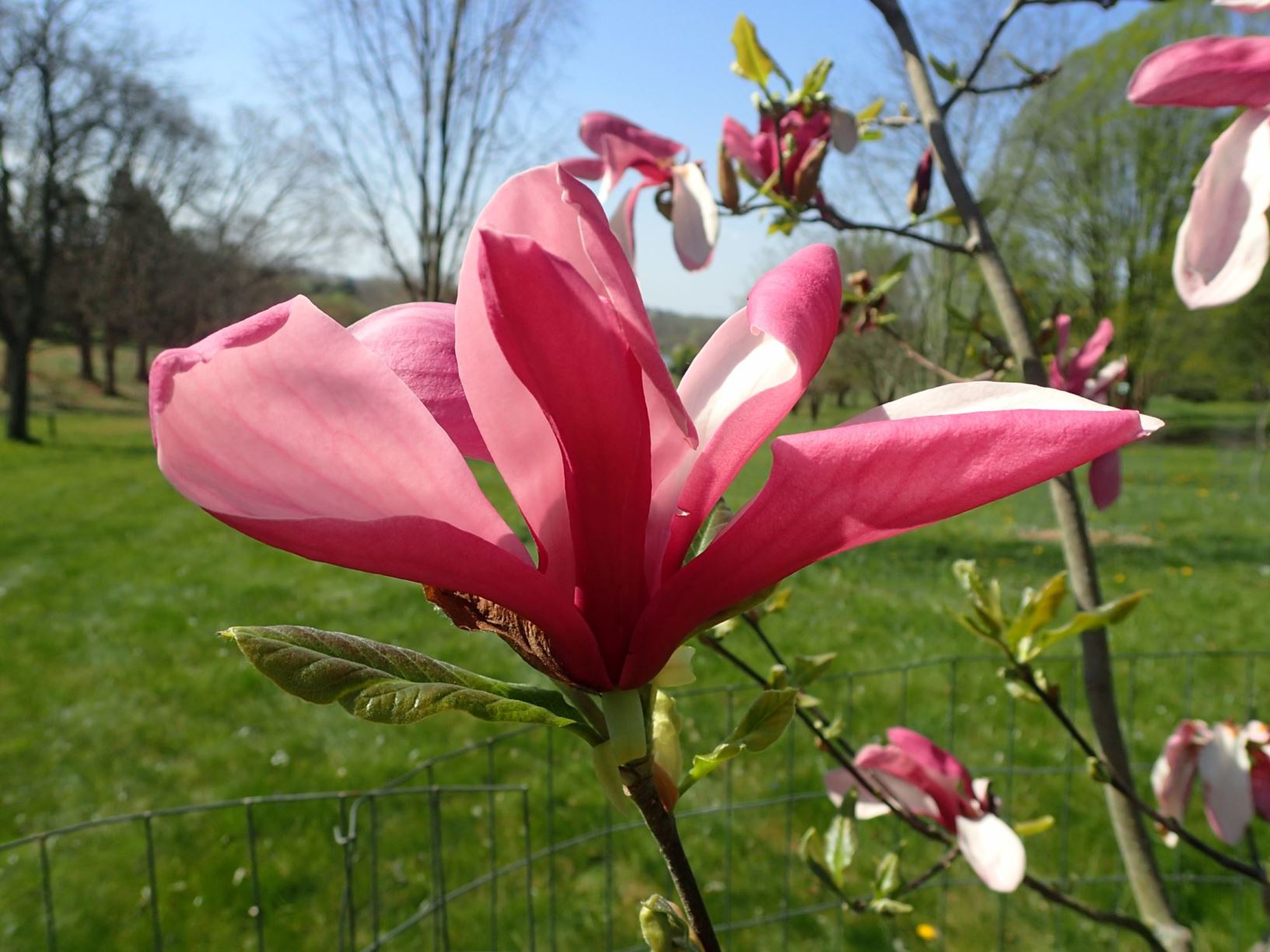 Magnolia 'Gorgeous' - Gorgeous magnolia | The Dawes Arboretum