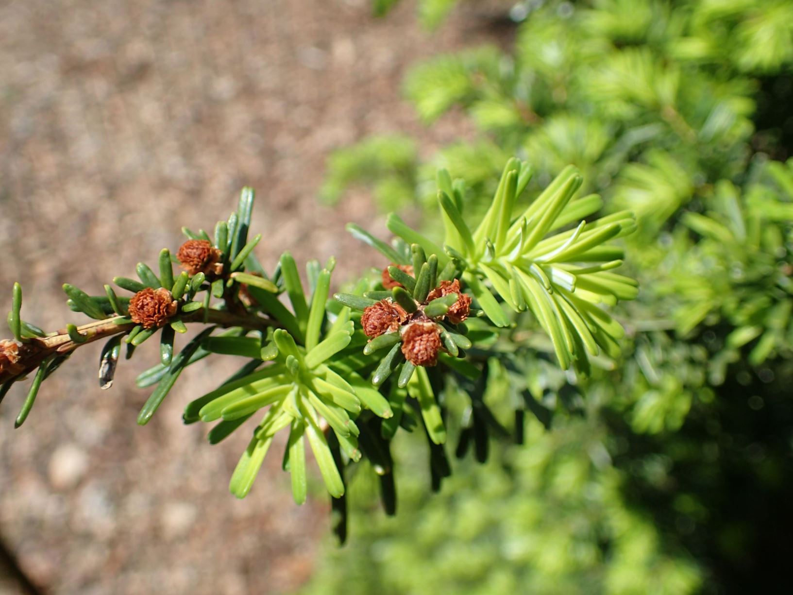 Tsuga ulleungensis - Ulleungdo hemlock | The Dawes Arboretum