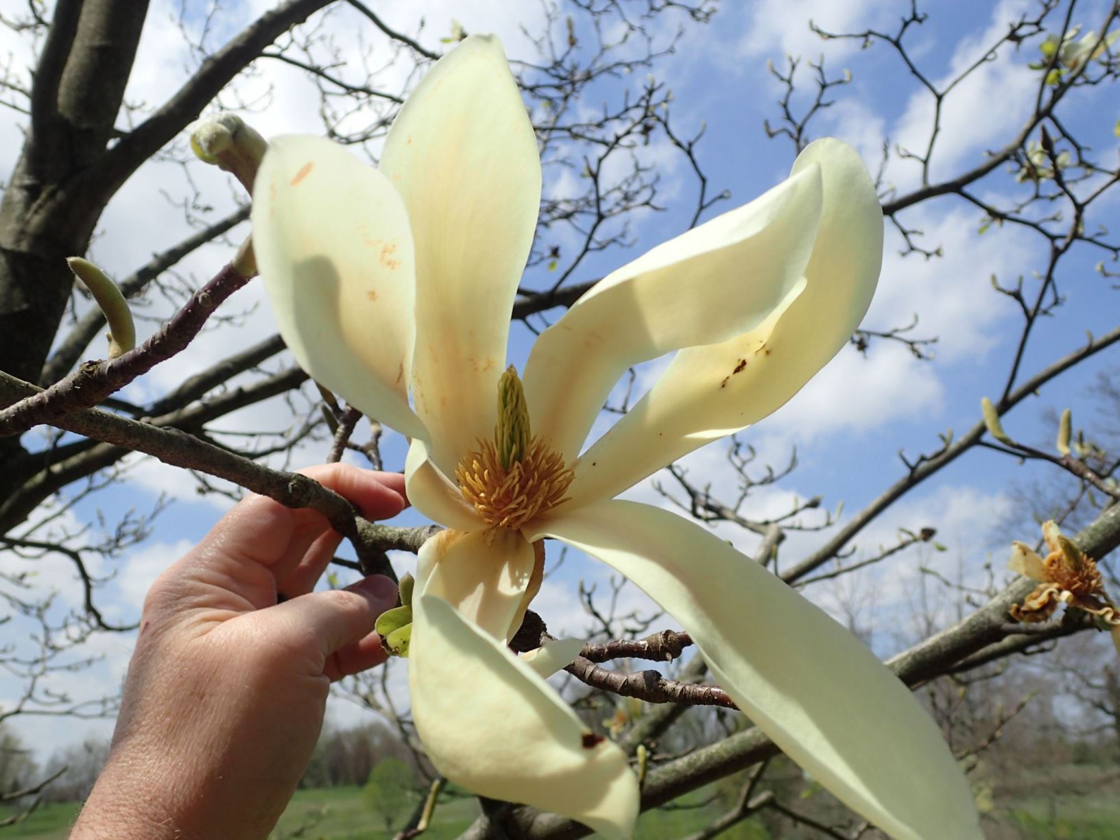 Magnolia 'Legend' - Legend magnolia | The Dawes Arboretum