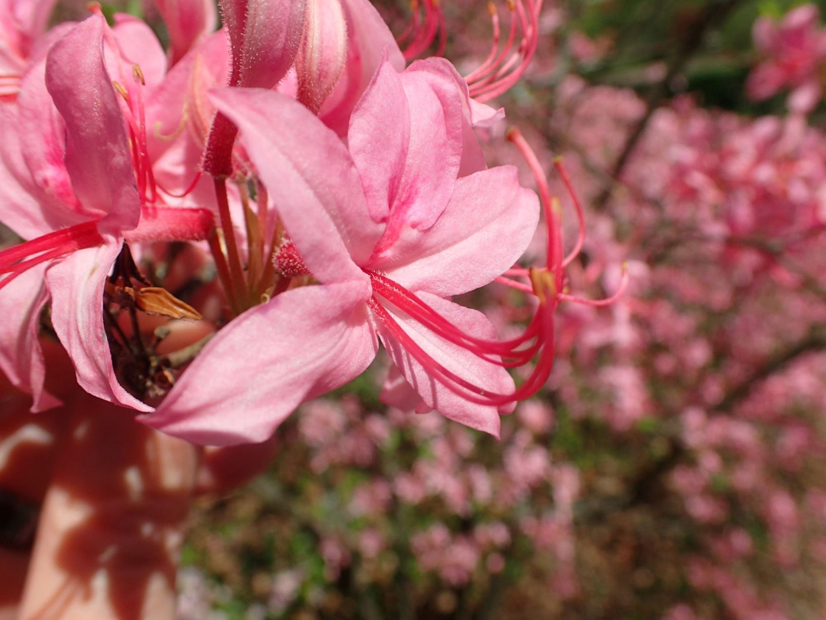 Rhododendron prinophyllum - roseshell azalea, election-pink, early ...