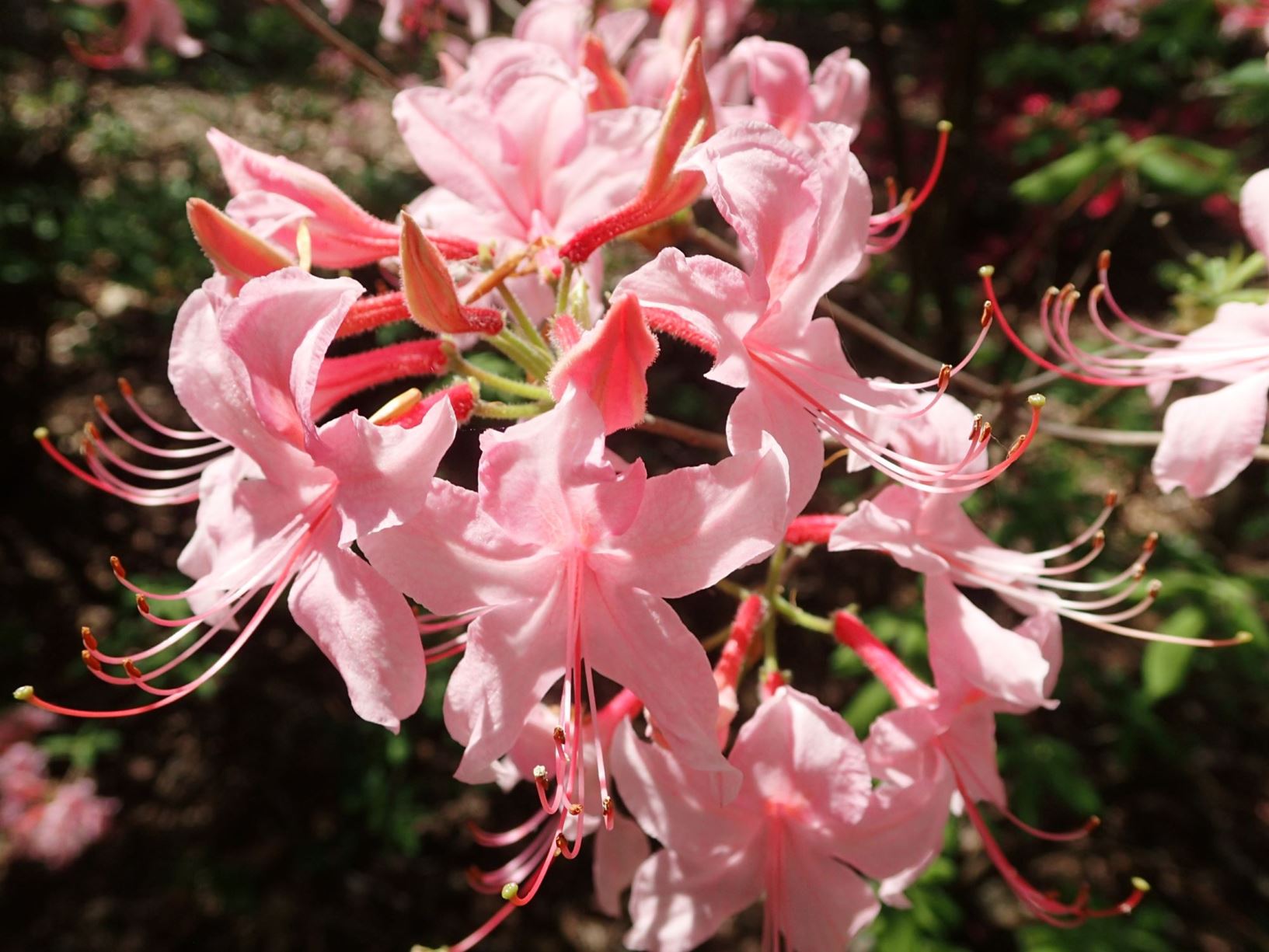 Rhododendron periclymenoides × R. prinophyllum - pinxterbloom azalea ...