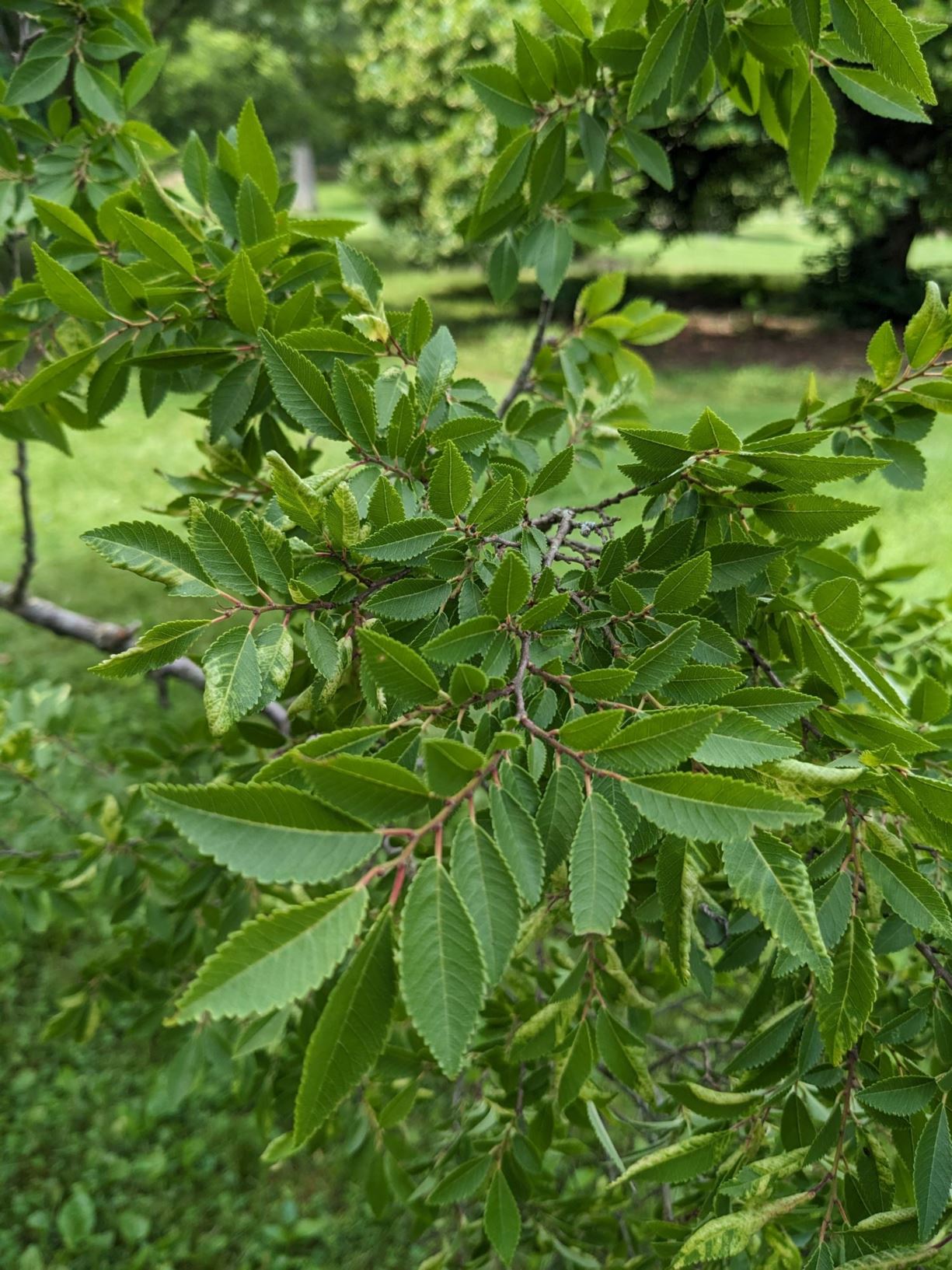 Ulmus parvifolia 'Cork Bark' - Cork Bark Chinese elm, Cork Bark ...