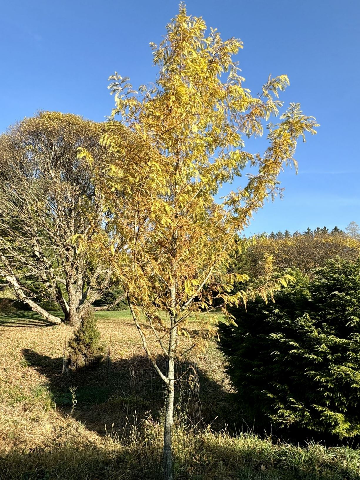 Metasequoia glyptostroboides 'Spring Cream' - Spring Cream dawn redwood ...