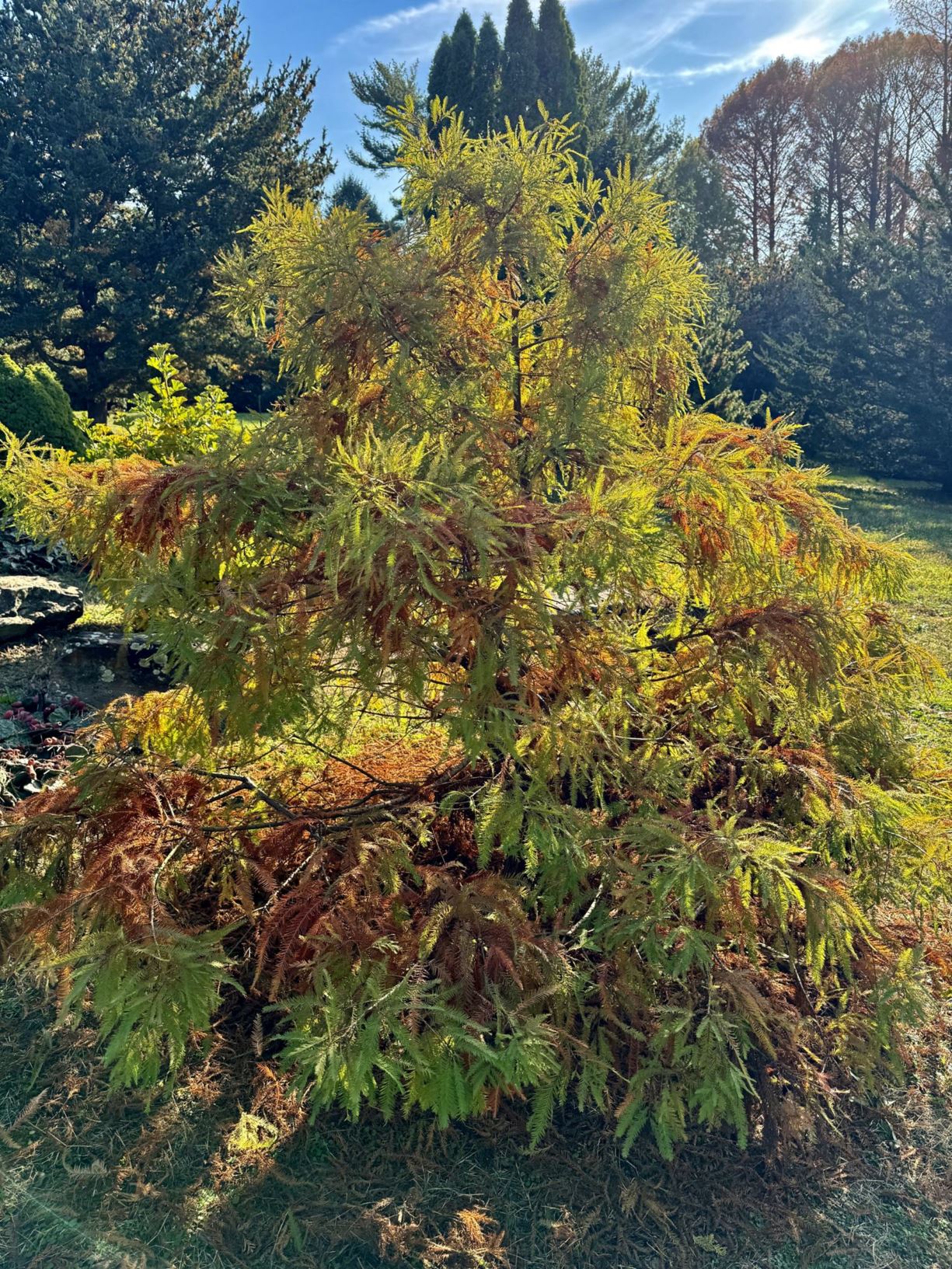 Browse T | The Dawes Arboretum