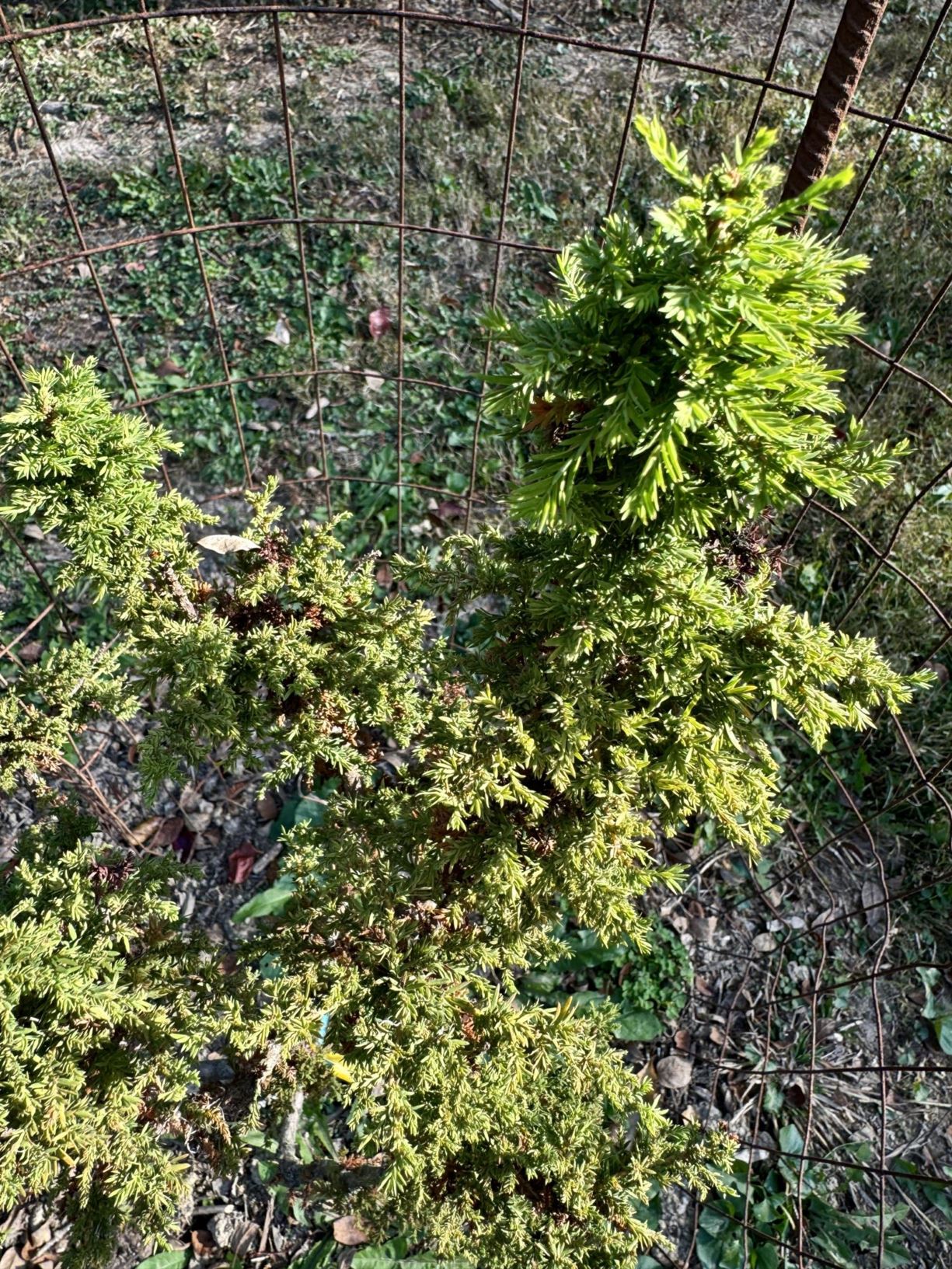 Taxodium distichum 'Gabriel' - Gabriel bald-cypress | The Dawes Arboretum
