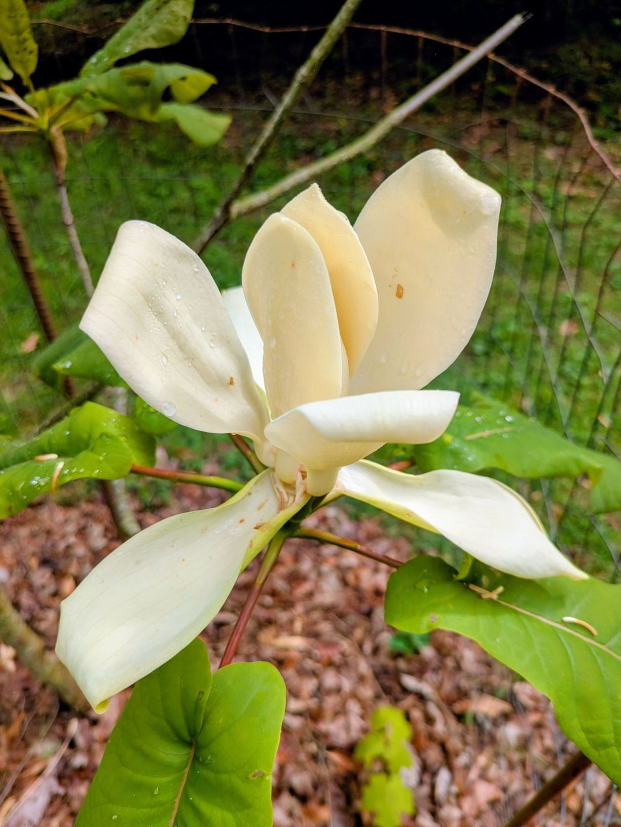Magnolia fraseri - Fraser magnolia | The Dawes Arboretum